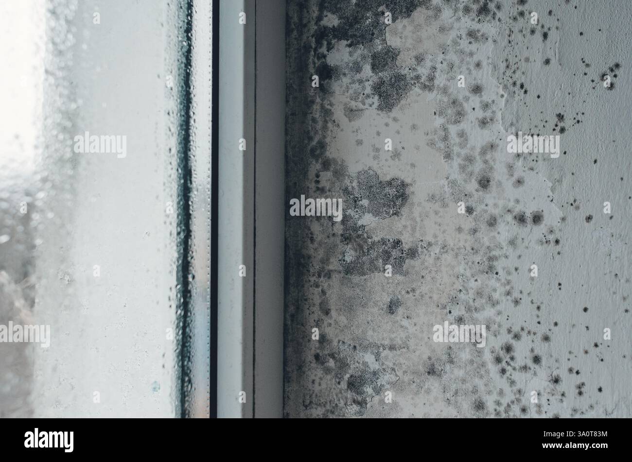 Dark mold growth on wet wall by window frame in home Stock Photo - Alamy