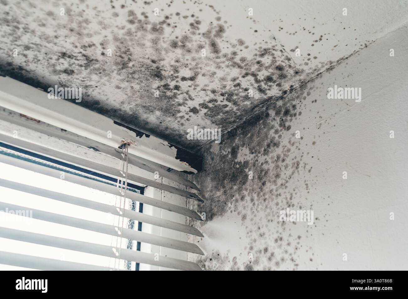 Hazardous mold on damp walls near damaged window blinds Stock Photo - Alamy