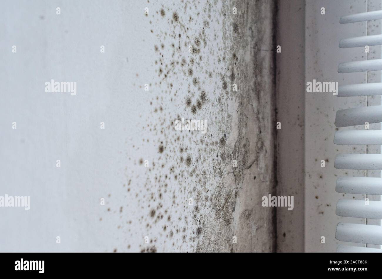 Hazardous black mold on damp wall by window frame Stock Photo - Alamy