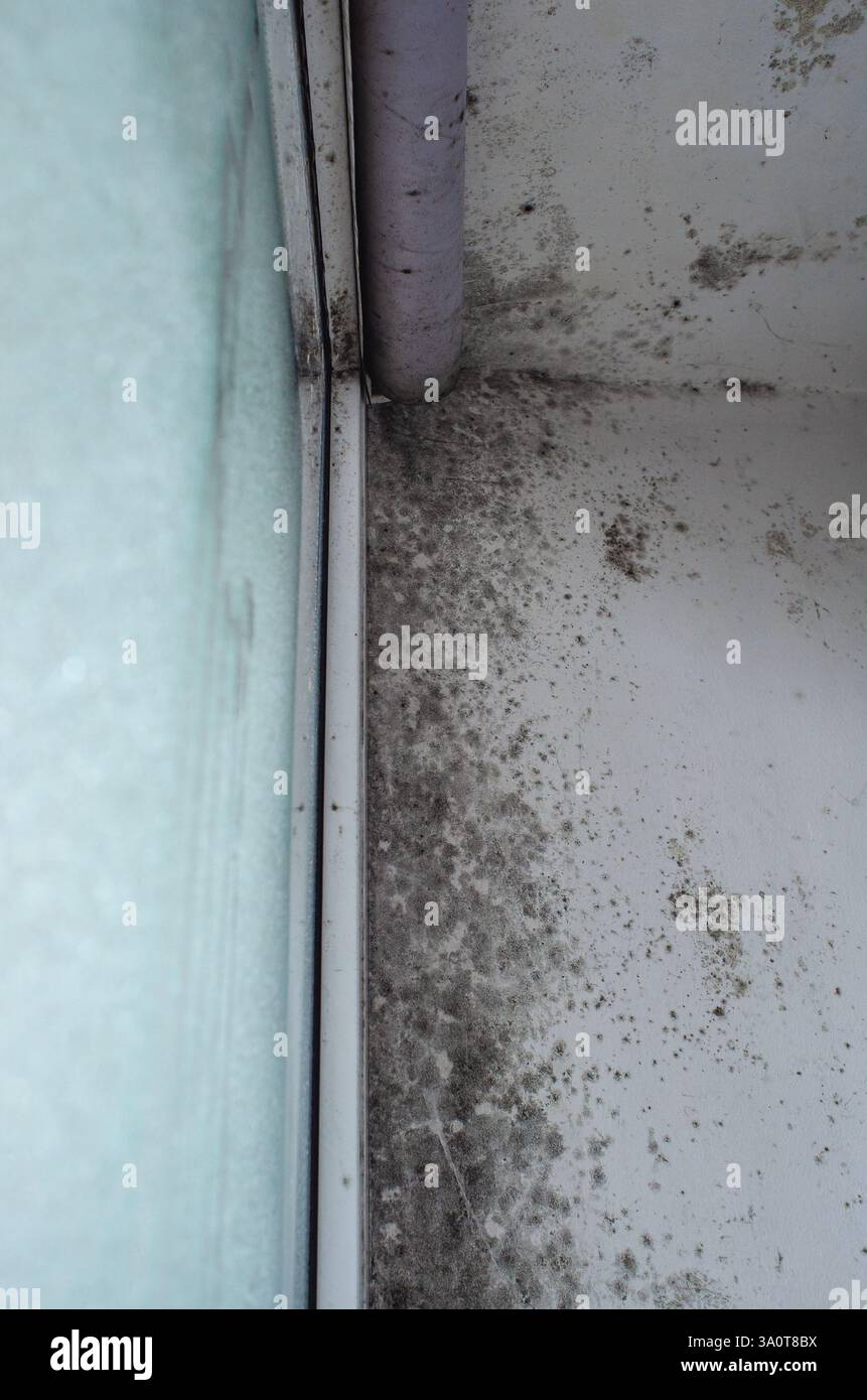 Hazardous black mold on damp wall by window frame Stock Photo - Alamy
