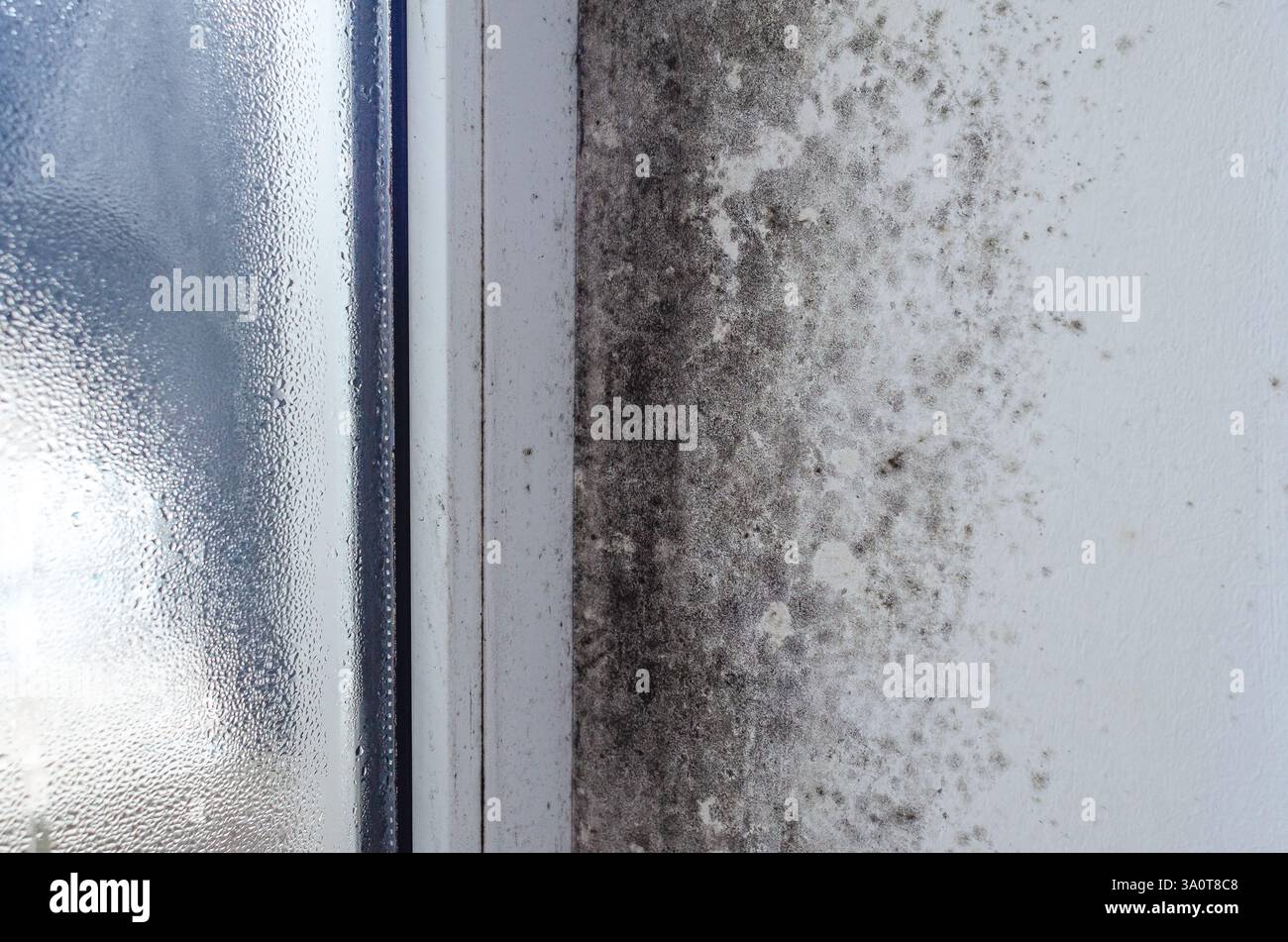 Dark mold growth on wet wall by window frame in home Stock Photo - Alamy