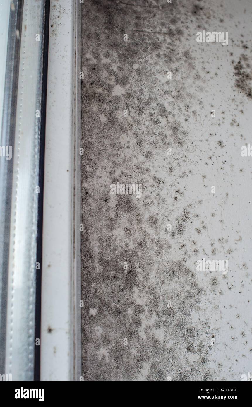 Black mold spots on damp wall near window frame indoors in old home ...