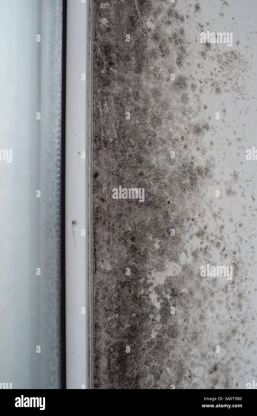 Hazardous black mold on damp wall by window frame Stock Photo - Alamy