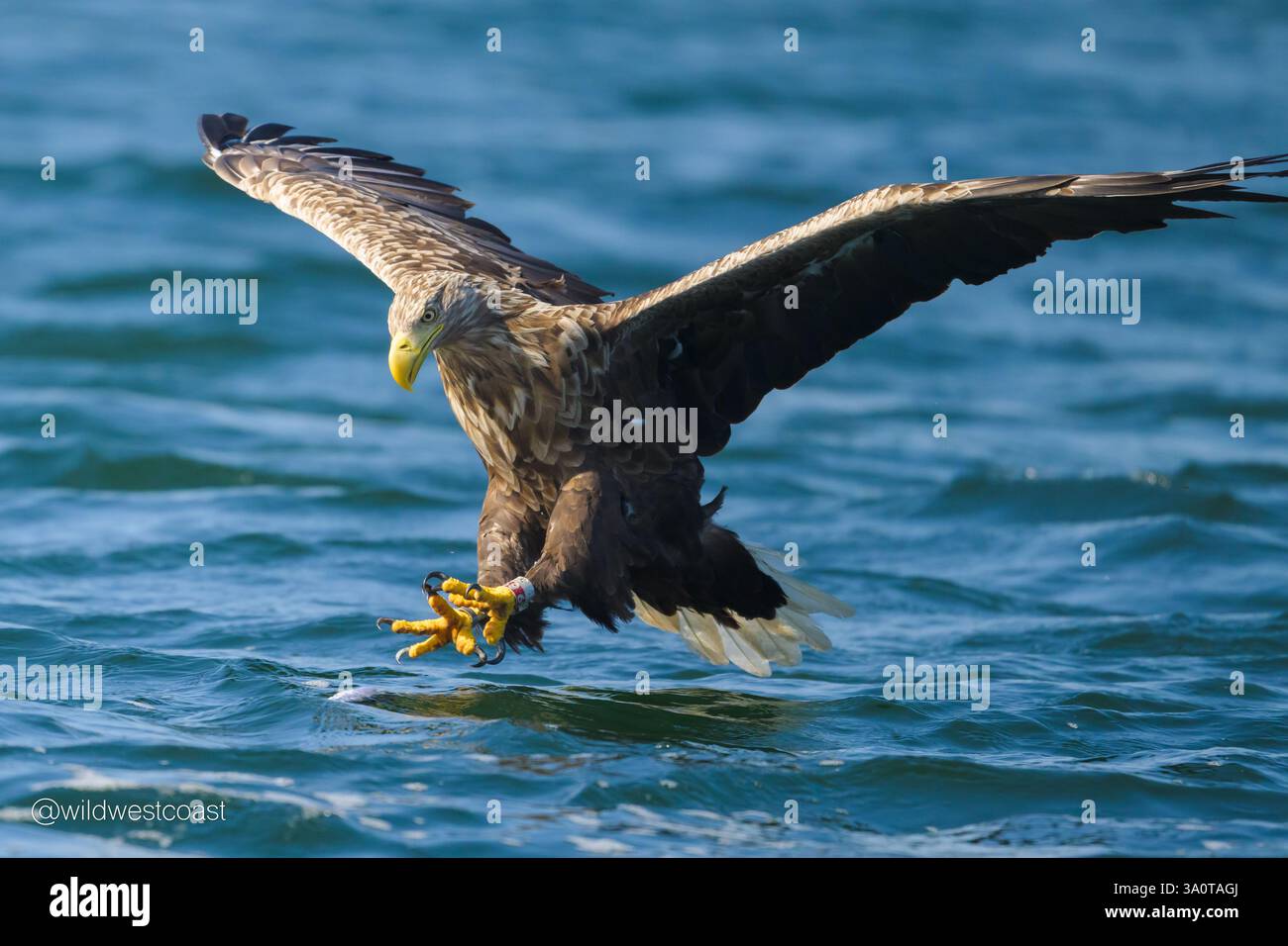 White Tailed Sea Eagle with wings spread about to catch fish on the ...
