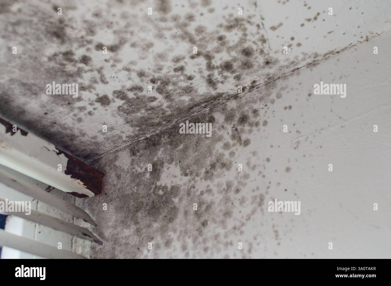 Toxic mold spots on damp walls near worn window blinds in room Stock ...