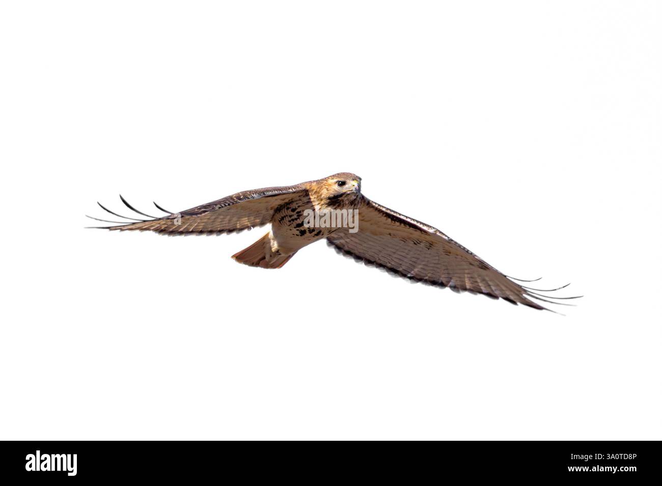 A red-tailed hawk with spread wings, flaps its way across the sky ...