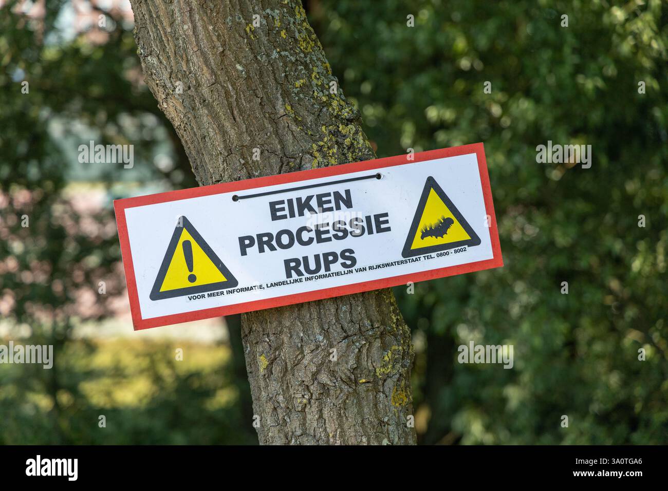 Eikenprocessierups sign. Oak processionary caterpillar warning sign ...