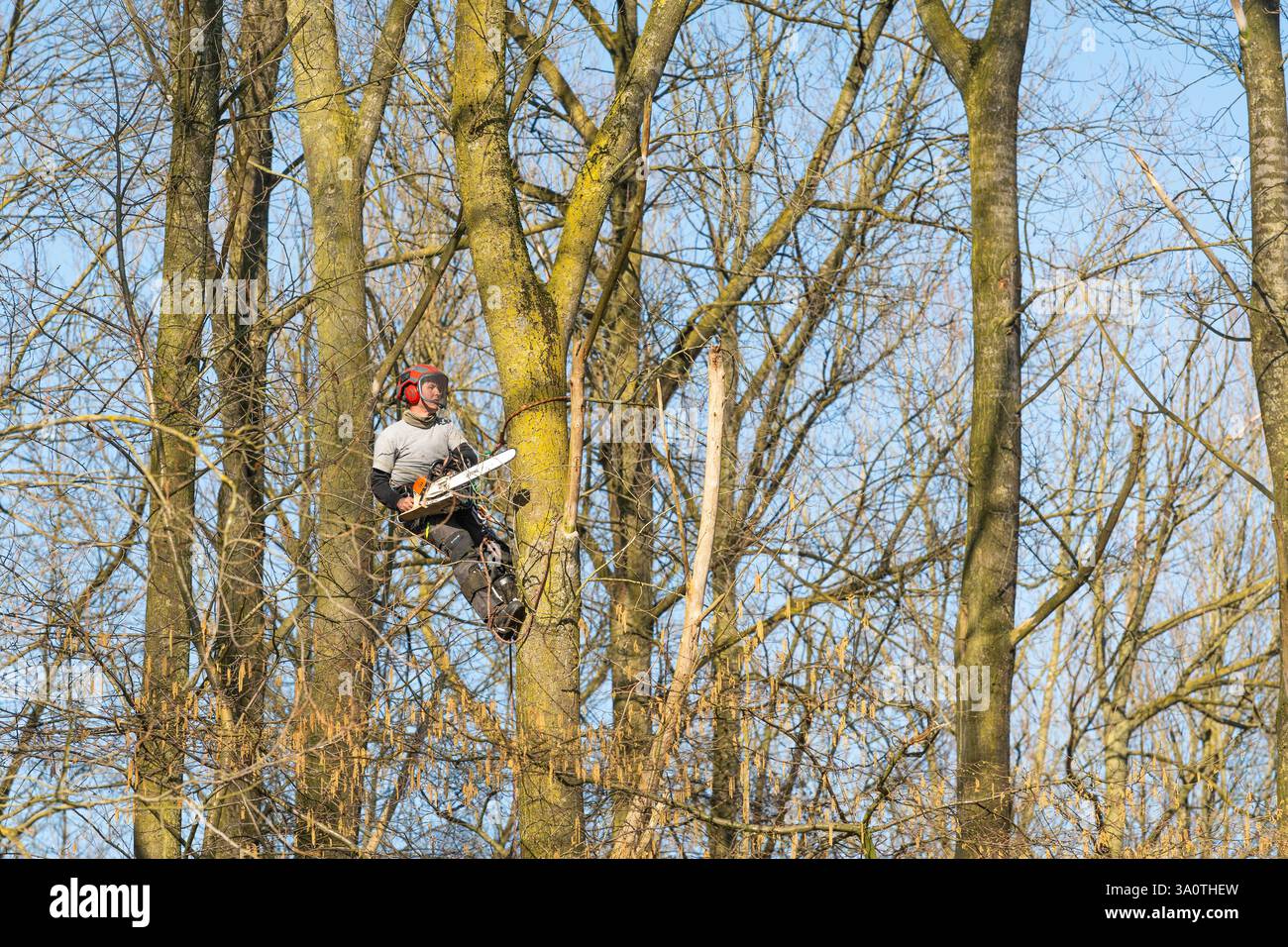 Man cutting poplar trees with a chain saw for a nature reconstruction ...