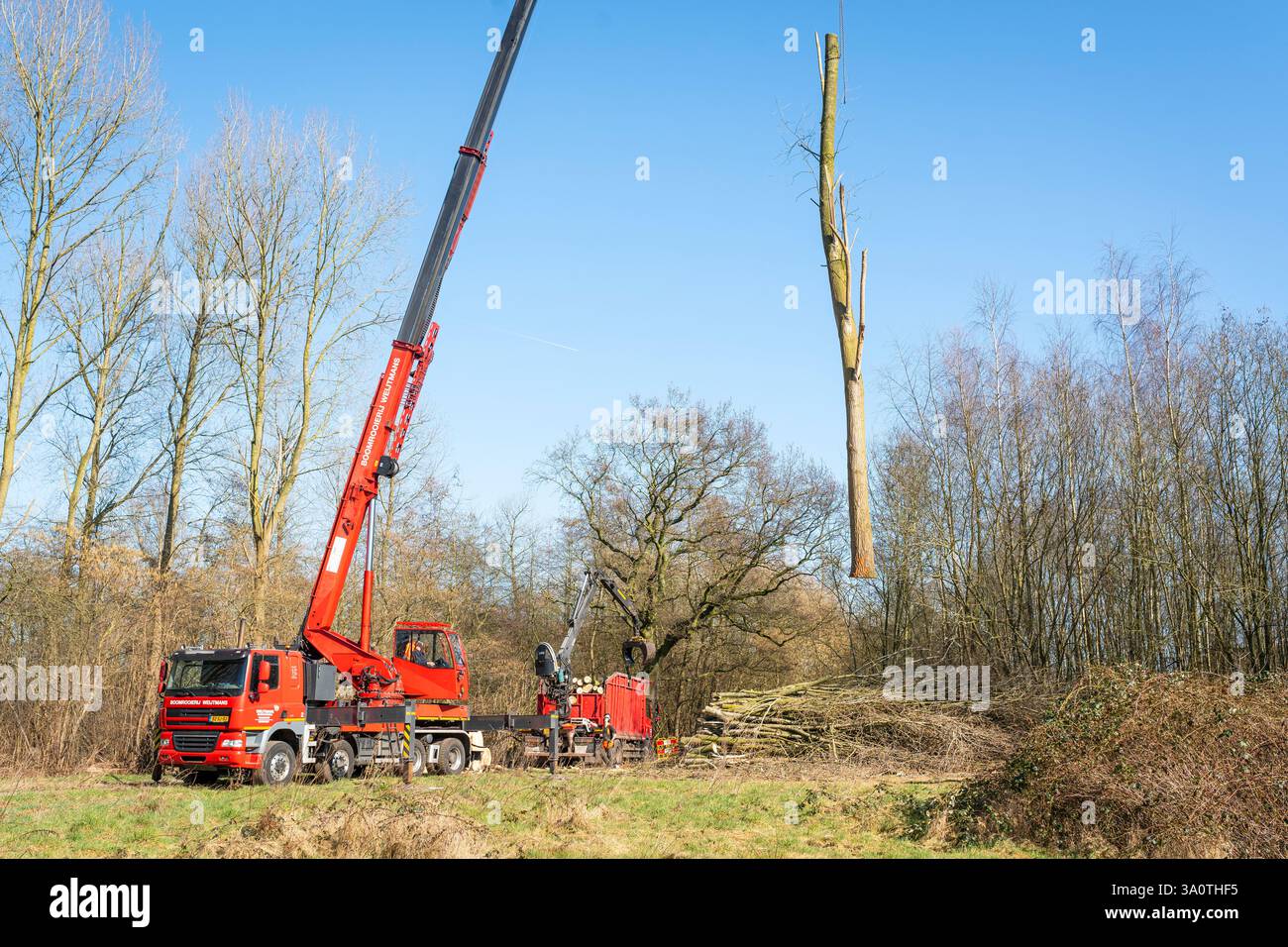 Cutting poplar trees for a nature reconstruction project in the ...