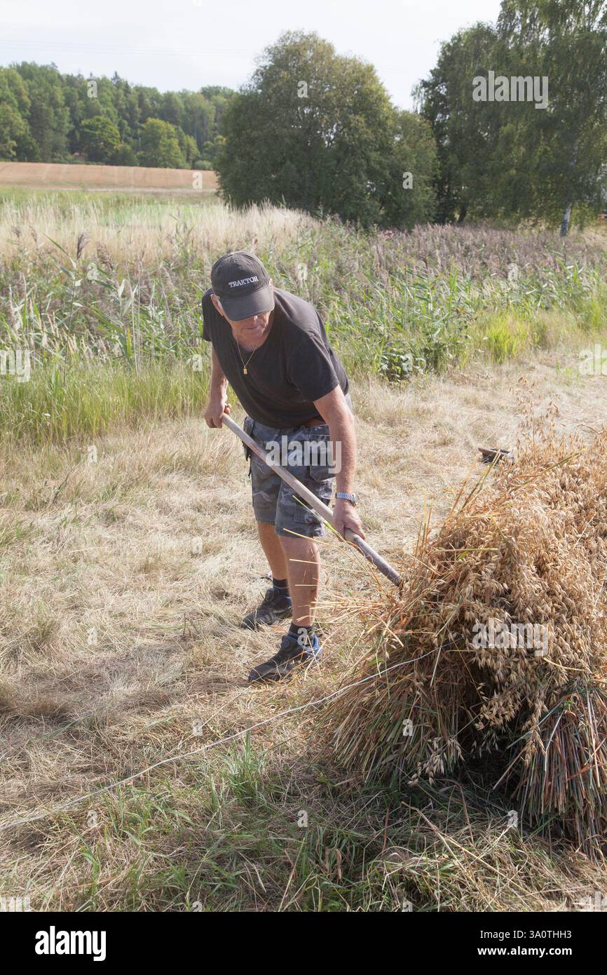 SHEAVES OF OATS are laid out to dry Stock Photo - Alamy
