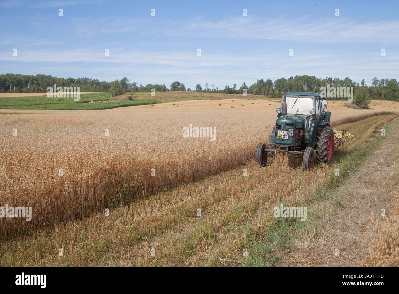 Bolinder Munktell BM tractor with self-binder under mowing of oats ...
