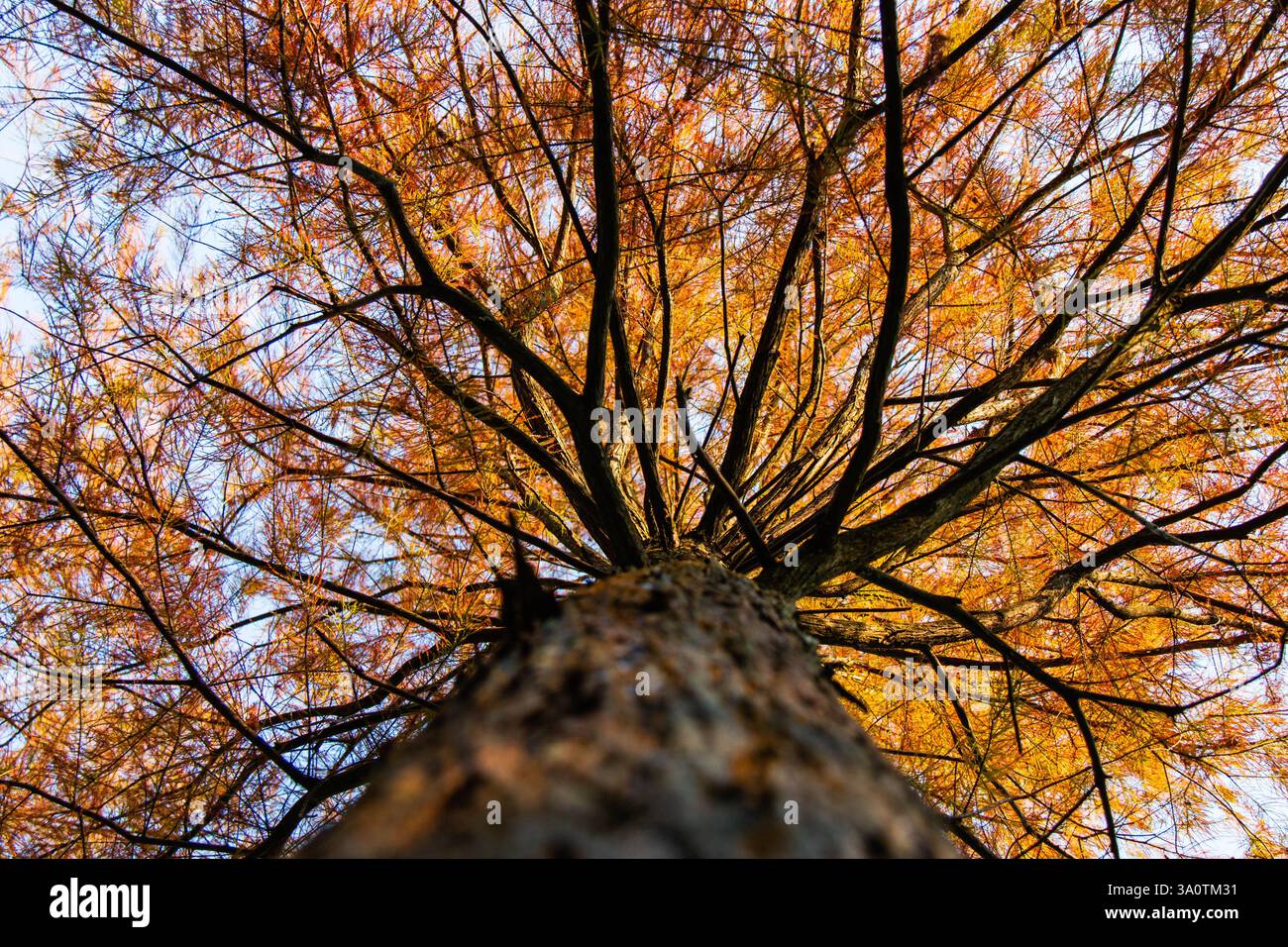 Looking up under canopy trees hi-res stock photography and images - Alamy