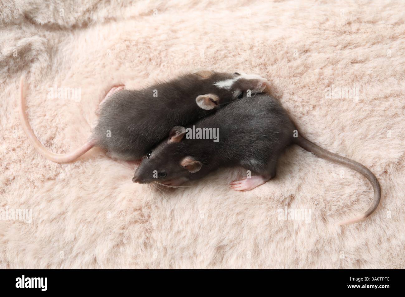 Adorable little rats on faux fur, top view Stock Photo - Alamy