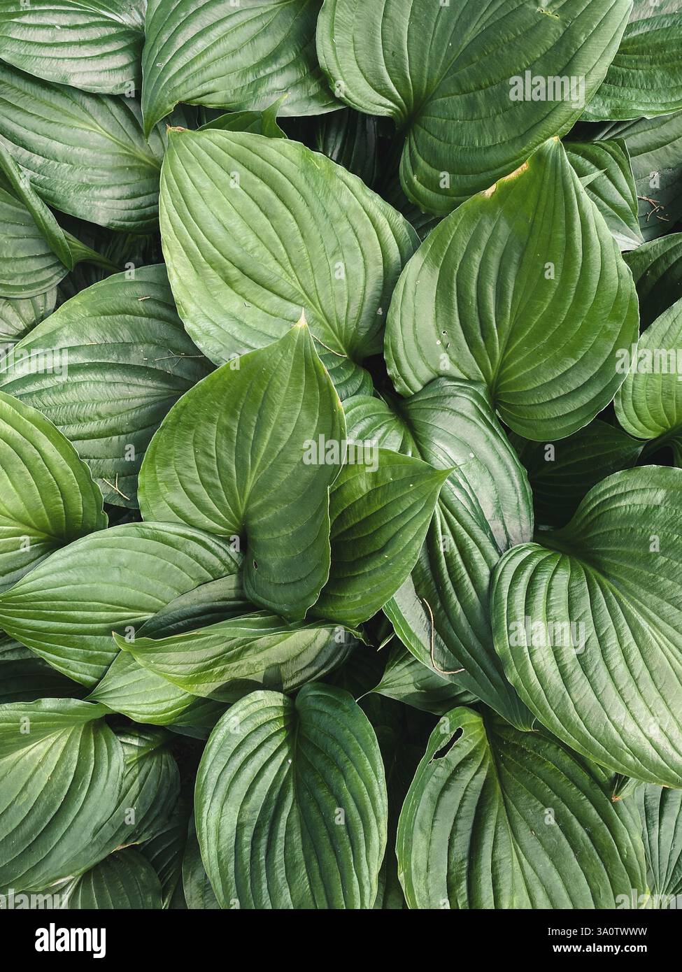 Close-up view of Hostas leaf texture. Natural green Hosta plant leaves ...