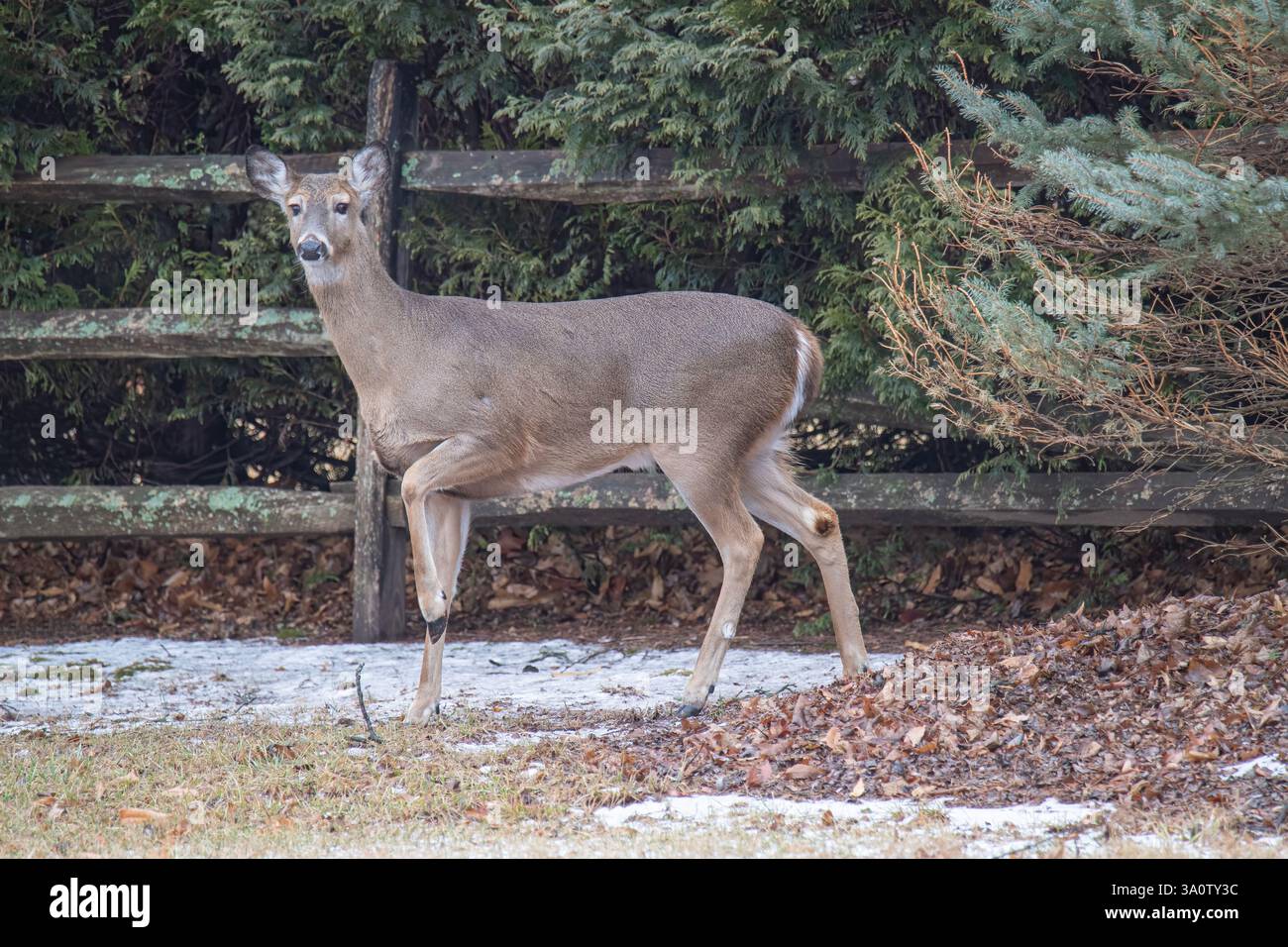 Female Whitetail Deer Stomps Her Foot to Show we are Close Enough Stock ...