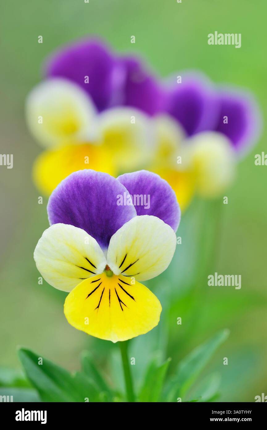 Pansies growing in domestic garden hi-res stock photography and images ...