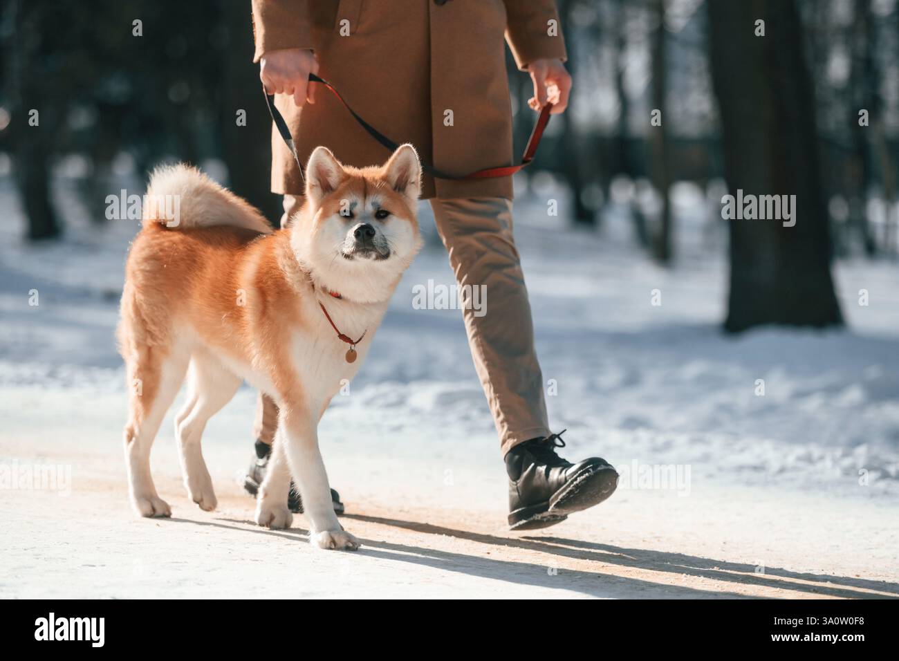 Walking forward. Man is with his akita inu dog outdoors in the park at ...