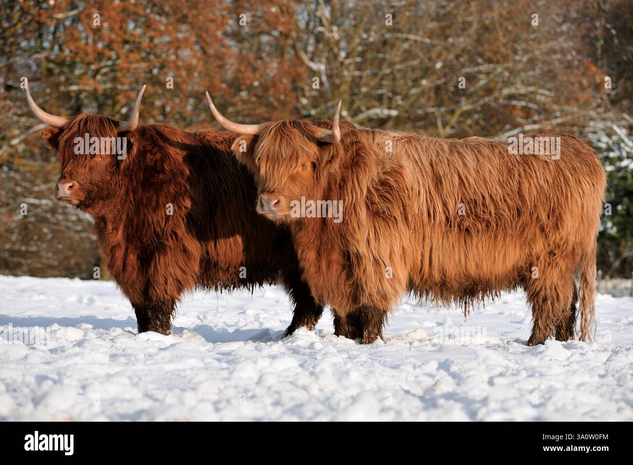 Highland Cow (Bos taurus) two females cows showing variations in coat ...