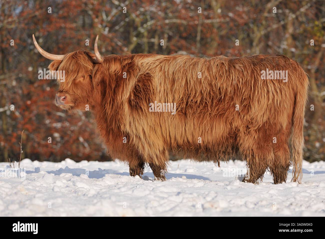 Highland Cow (Bos taurus) female in snowy field in winter, Berwickshire ...