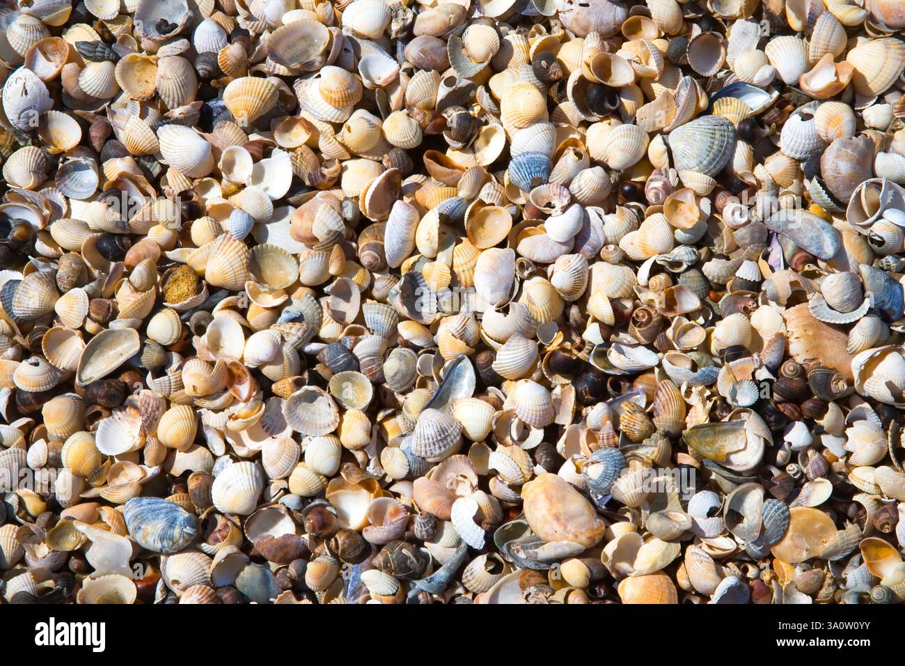 Shell bay uk hi-res stock photography and images - Alamy