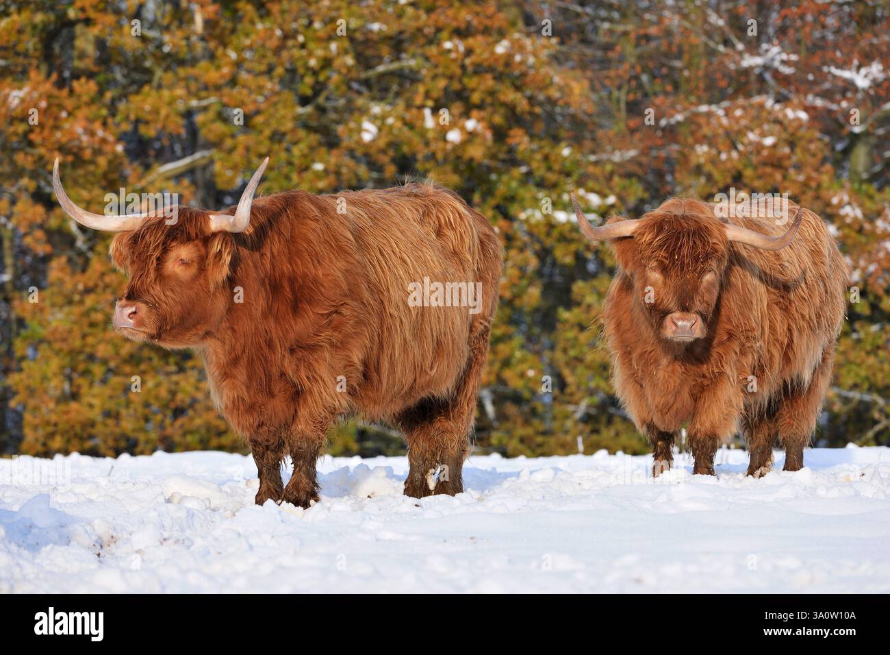 Highland Cow (Bos taurus) two females cow showing variations in coat ...