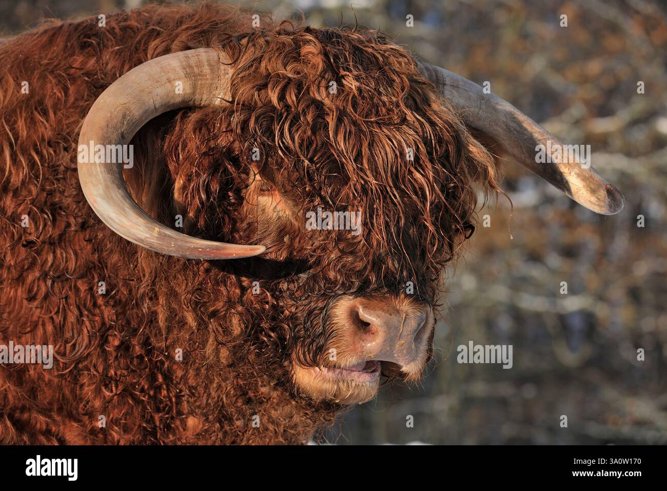Highland Cow (Bos taurus) close-up of male / bull in snowy field in ...