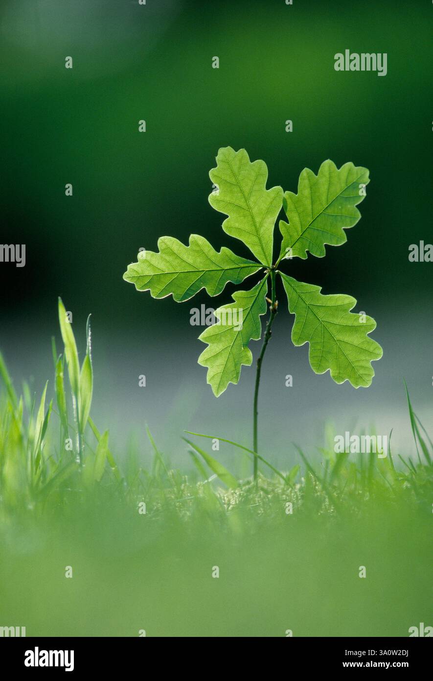 Sessile / Durmast Oak (Quercus petraea) seedling photographed by ...