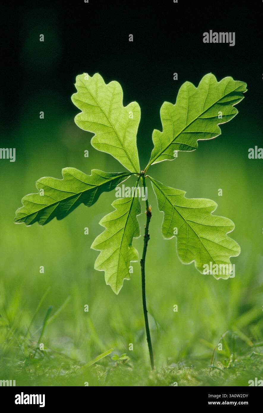 Sessile / Durmast Oak (Quercus petraea) seedling photographed by ...