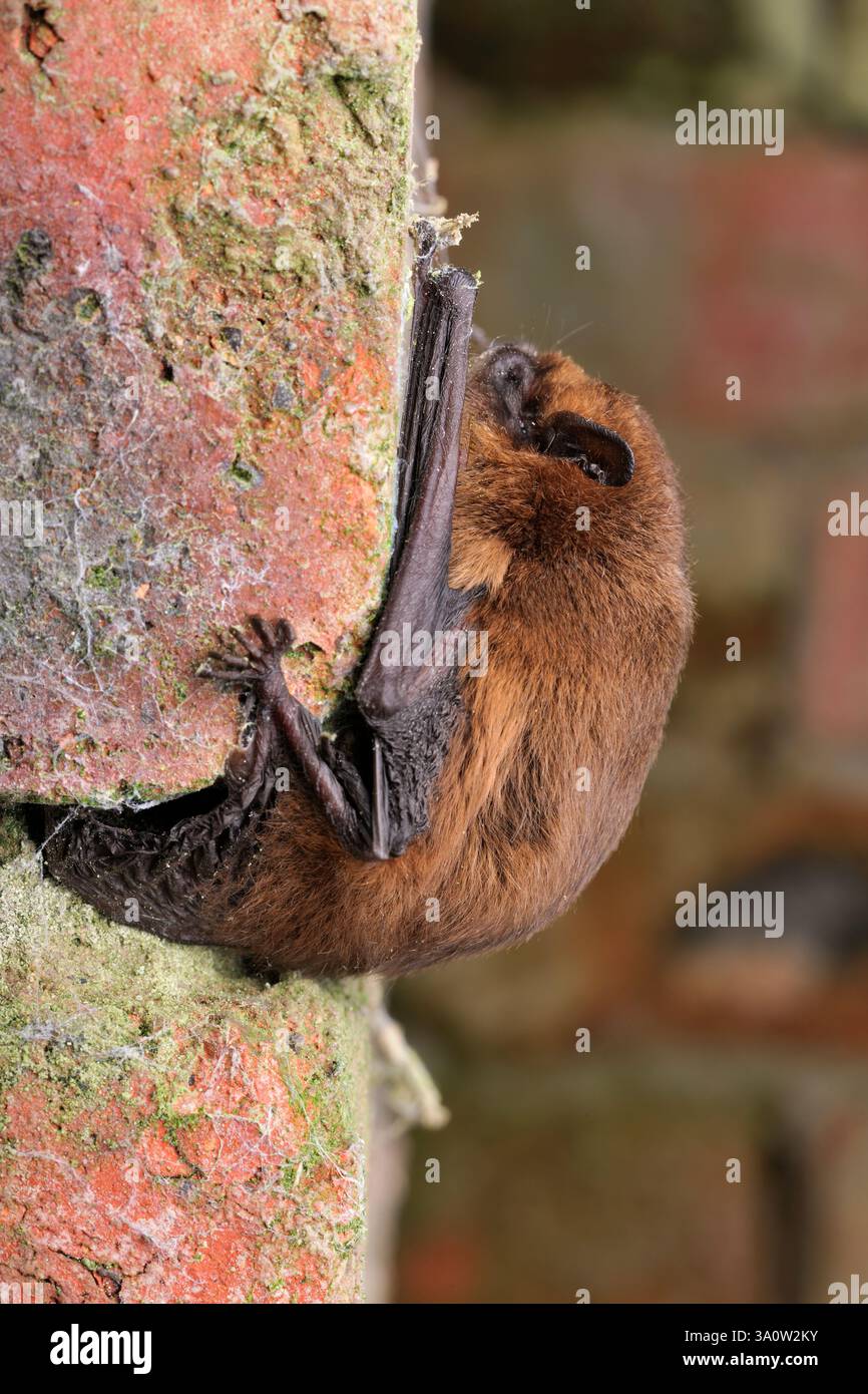 Soprano pipistrelle bat uk hi-res stock photography and images - Alamy
