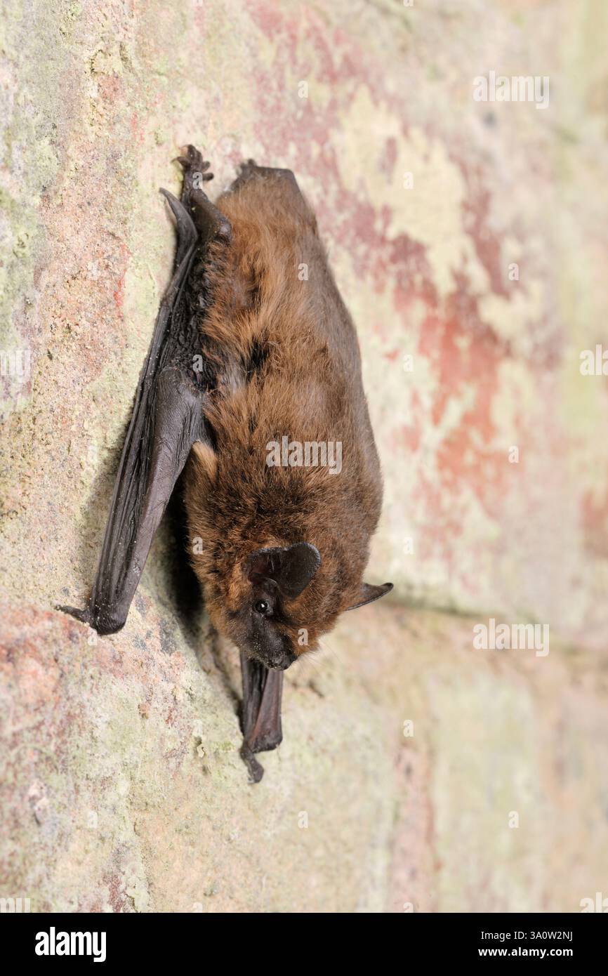 Soprano Pipistrelle Bat (Pipistrellus pygmaeus) clinging to wall of ...