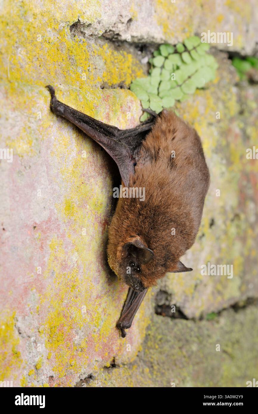 Soprano Pipistrelle Bat (Pipistrellus pygmaeus) clinging to wall of ...