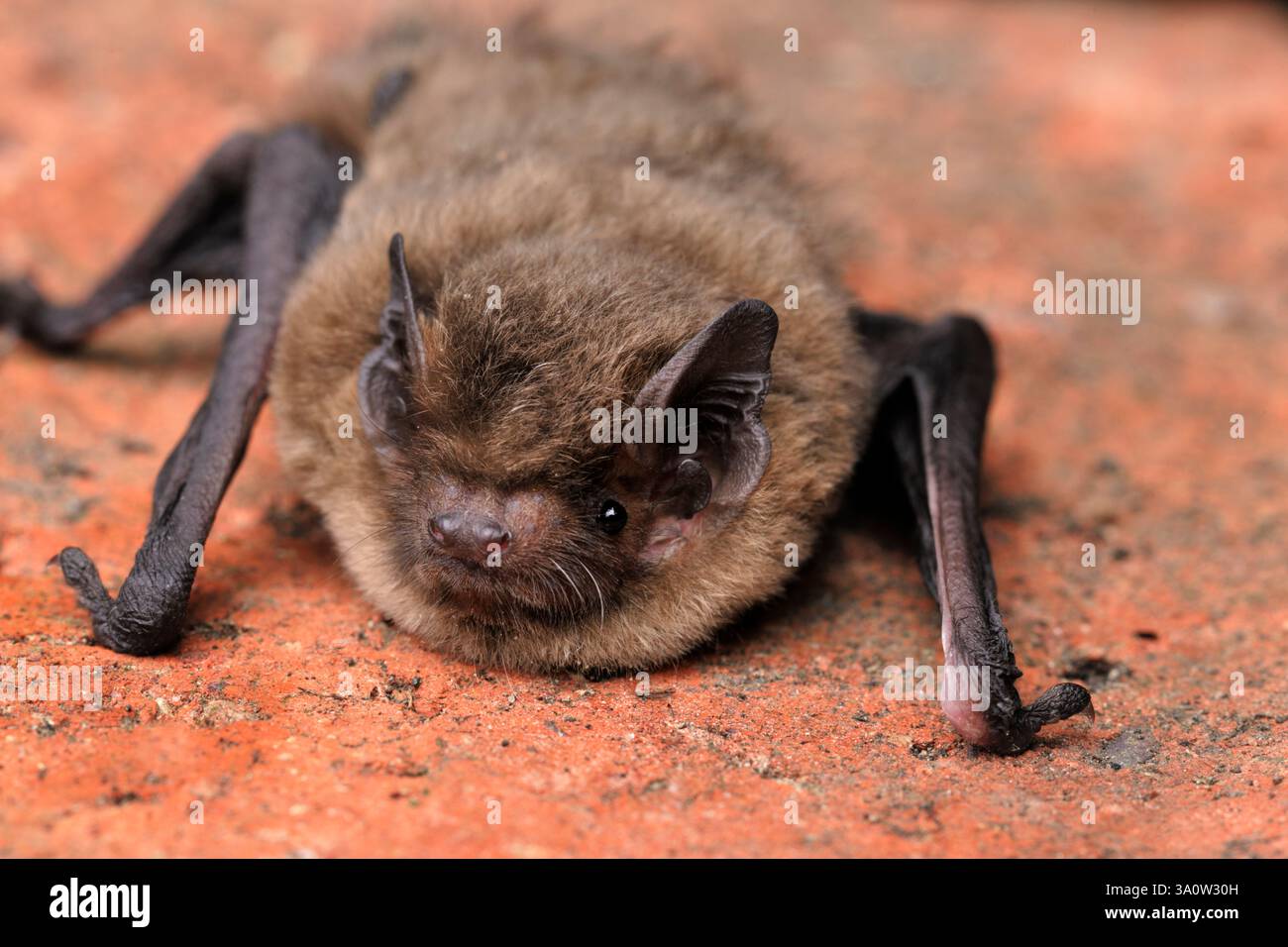 Soprano Pipistrelle Bat (Pipistrellus pygmaeus) clinging to wall of ...