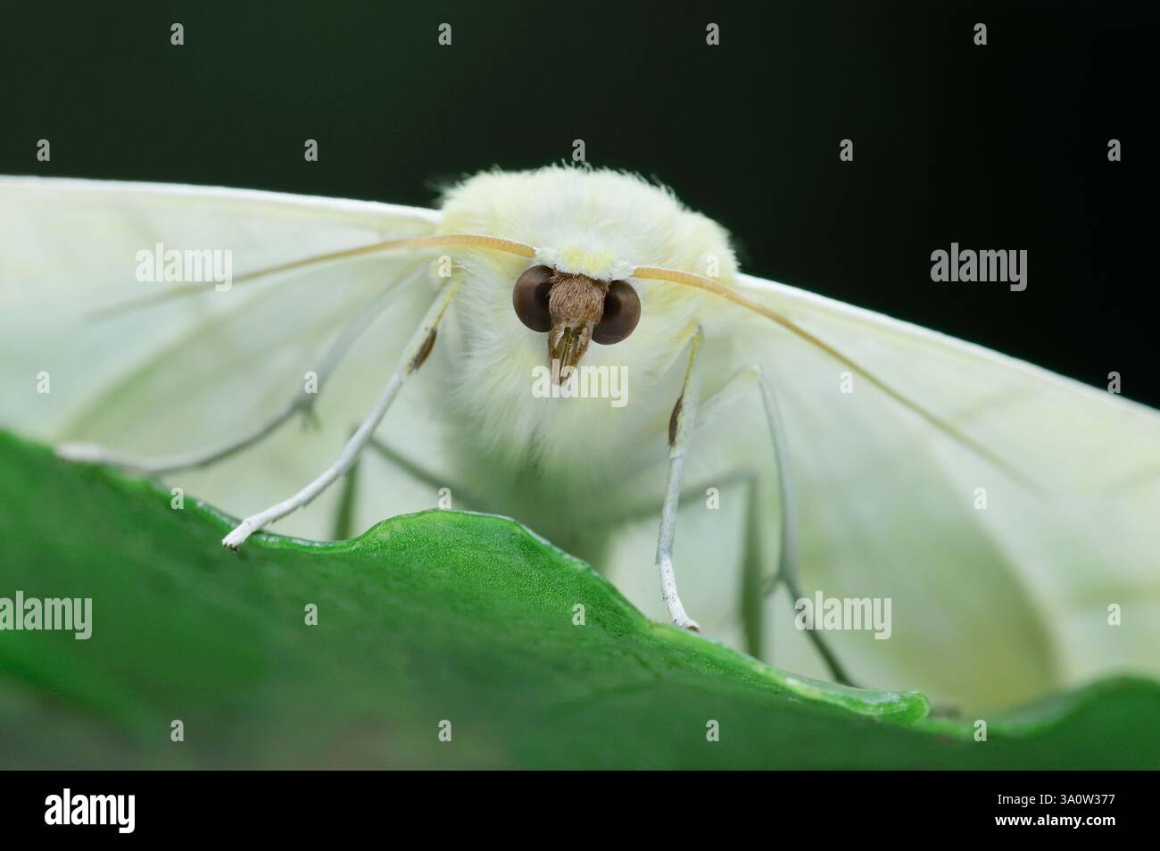 Swallow-tailed Moth (Ourapteryx sambucaria) resting on ivy leaves ...