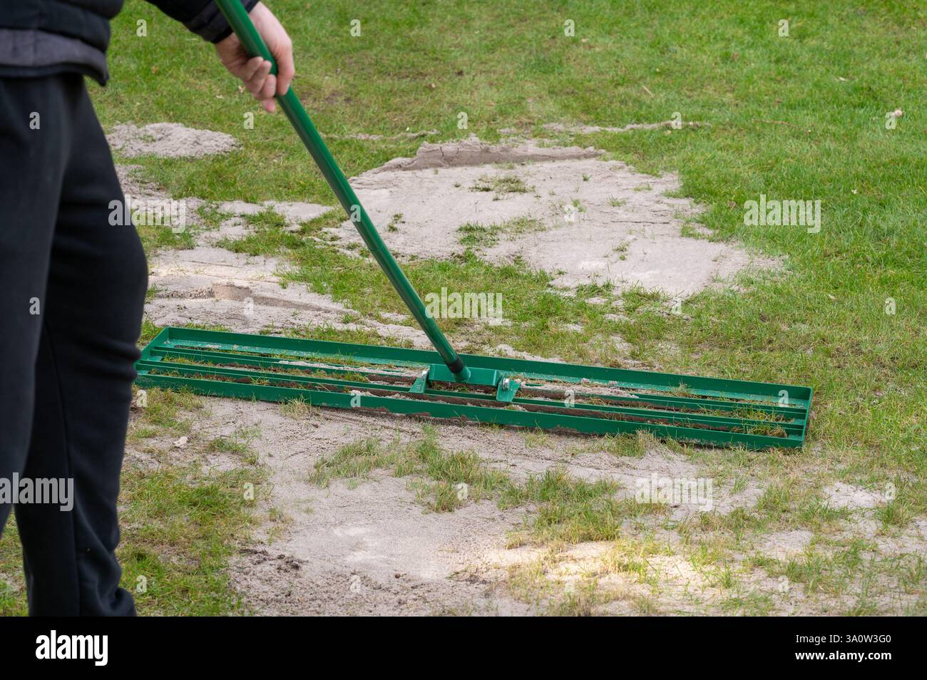 Man uses a lawn rake to put a layer of sand on the lawn. The so called ...