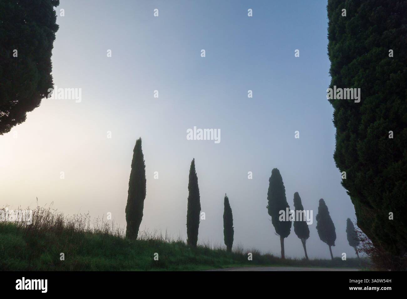 Misty morning showcasing tall cypress trees lining a pathway, creating ...