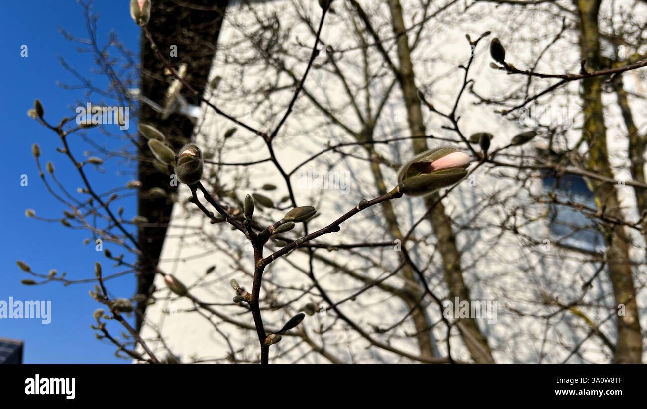 Close-up of a tree branch with fresh buds beginning to open, signaling ...