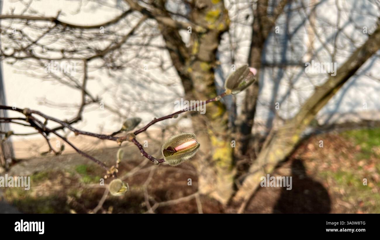 A tree branch with swelling buds set against a white wall, capturing ...
