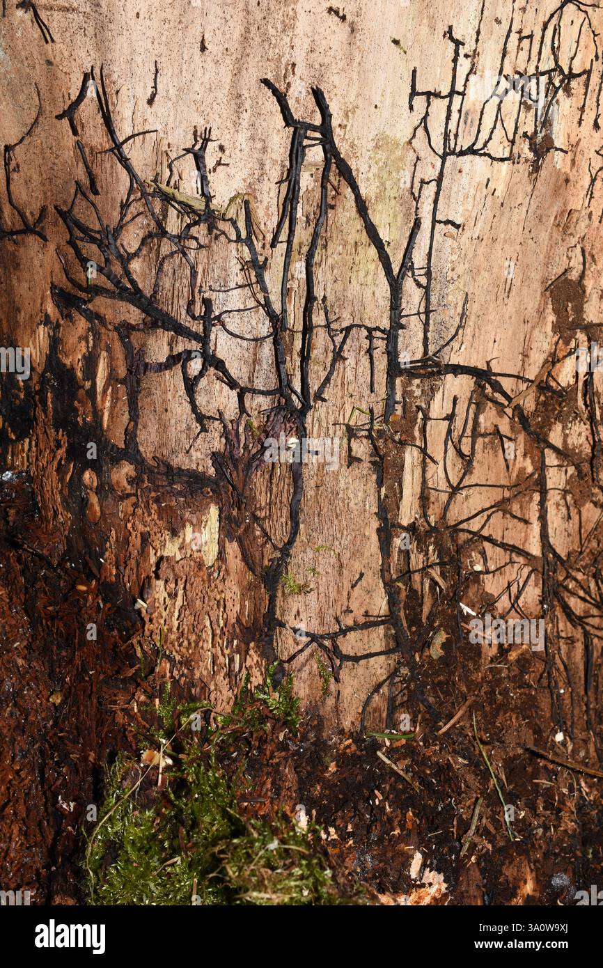 Mycelium network hi-res stock photography and images - Alamy