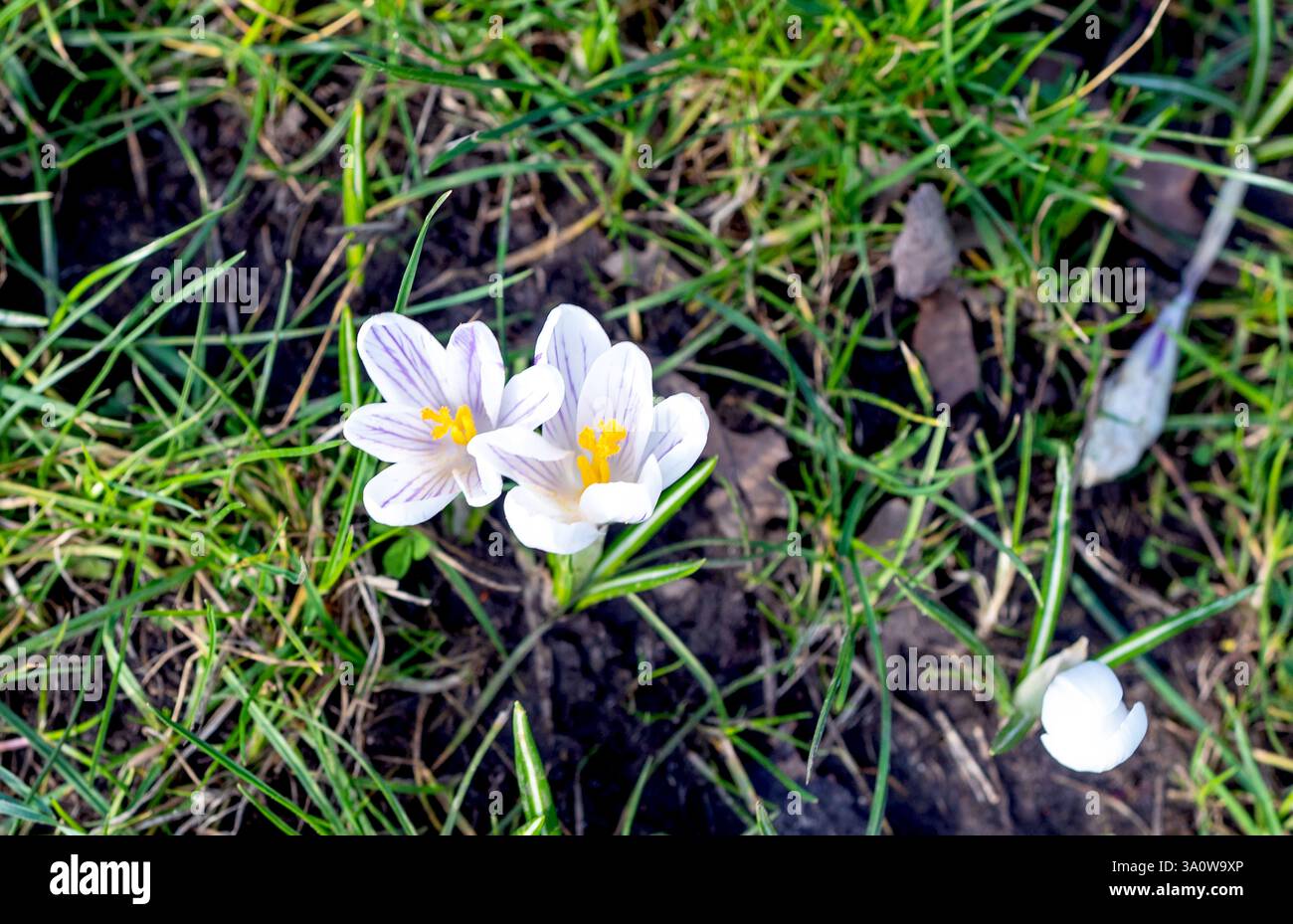 Crocuses Flowers on Hampstead Heath London UK Stock Photo - Alamy