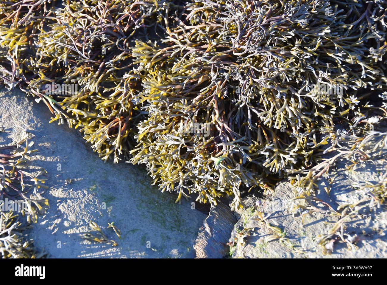 The brown algae seaweed Pelvetia canaliculata channelled wrack growing on a rock on atlantic ...