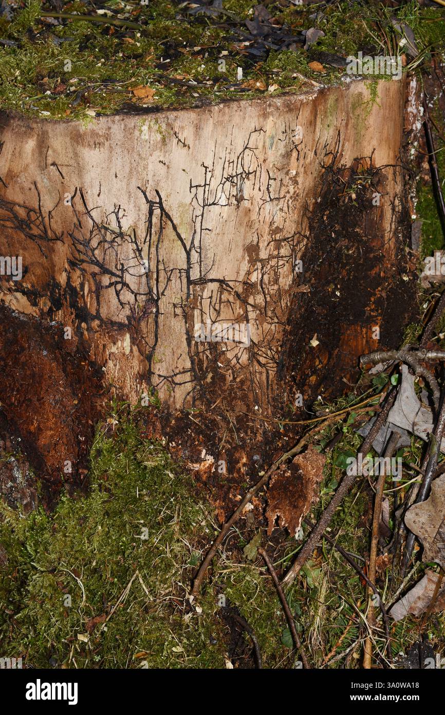 Mycelium network hi-res stock photography and images - Alamy