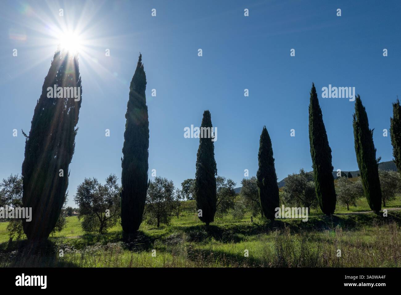 Cypress trees aligned in a beautiful natural countryside setting with ...