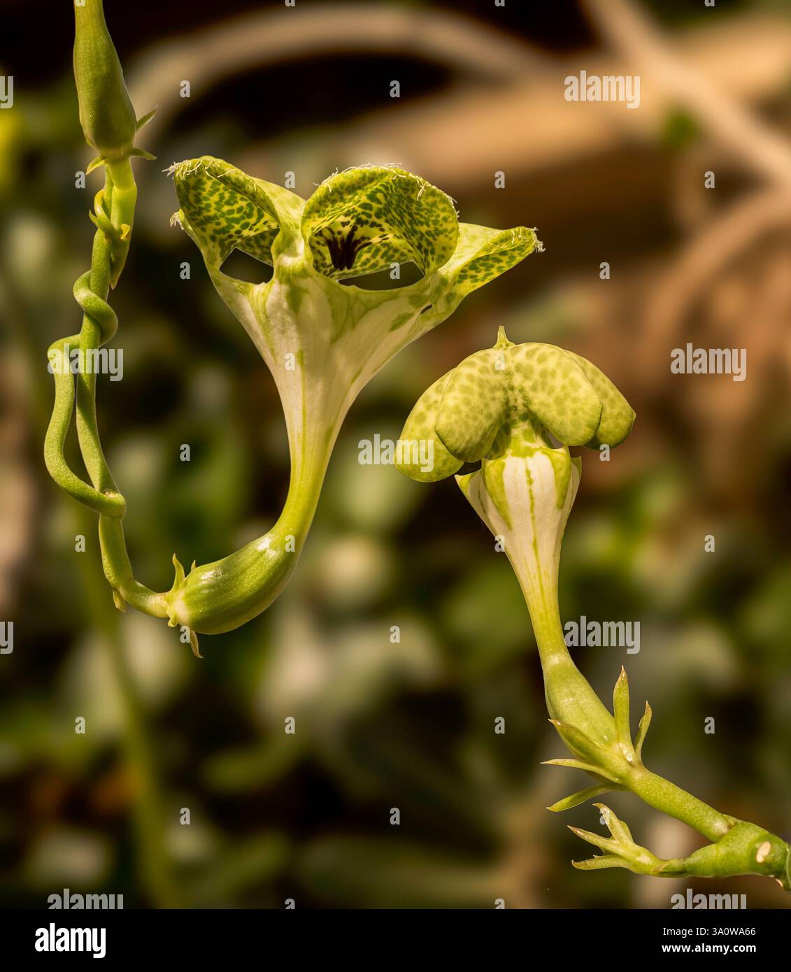 Parachute plant (Ceropegia sandersonii) umbrella flowers ...