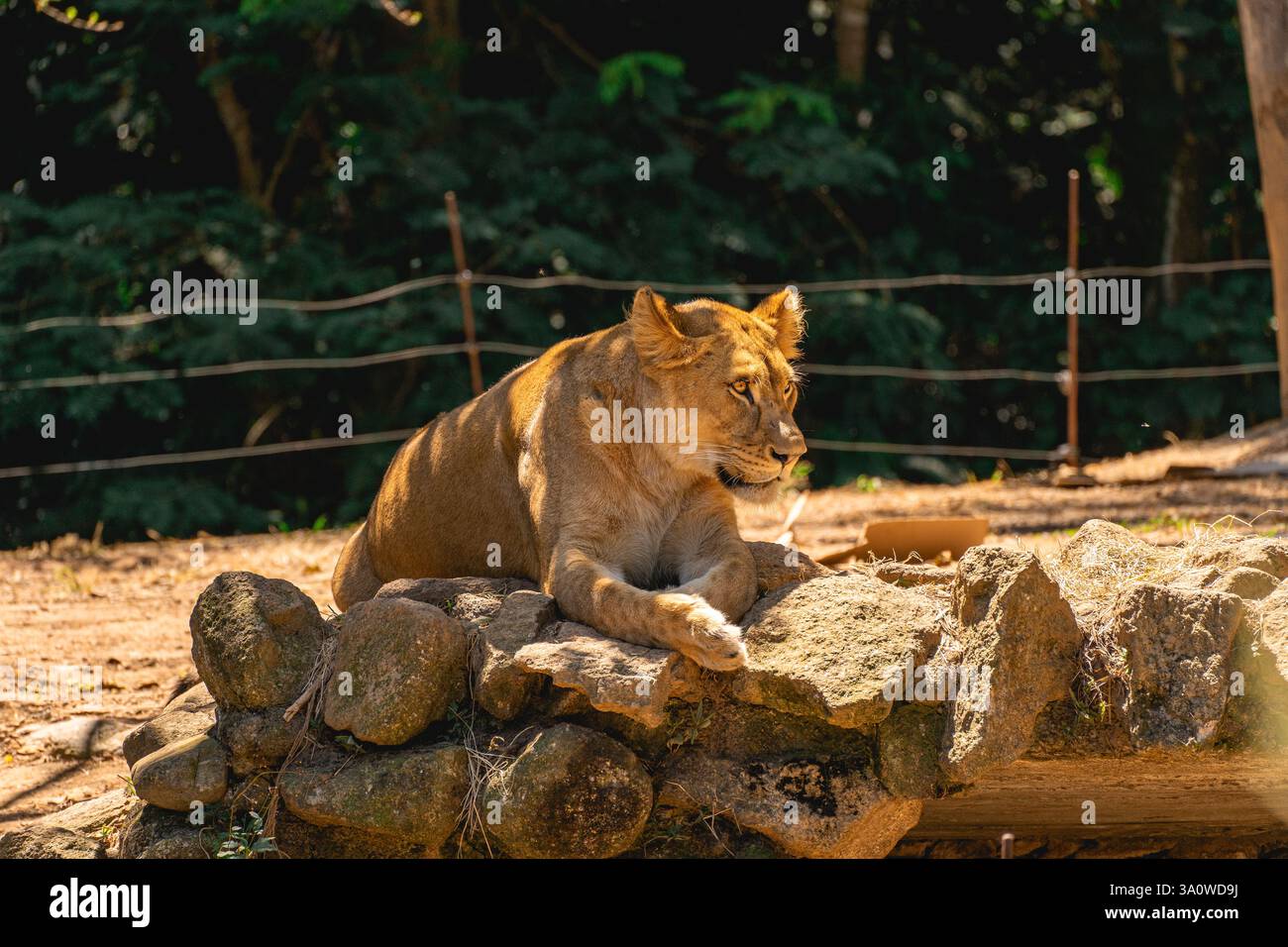 A beautiful female lion laying down in the sun. In the Zoo in Sao Paulo ...