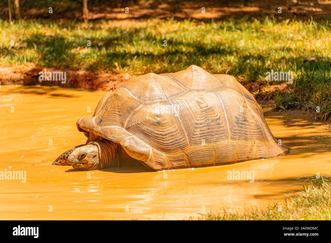 Big turtles hi-res stock photography and images - Alamy