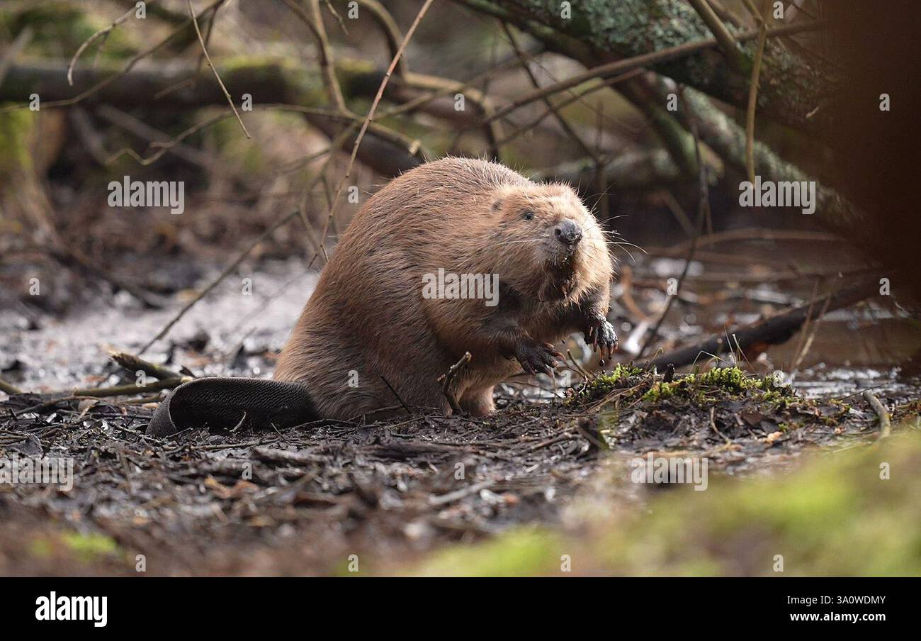 Screen taken from PA Video of a beaver makes it's way to the water ...