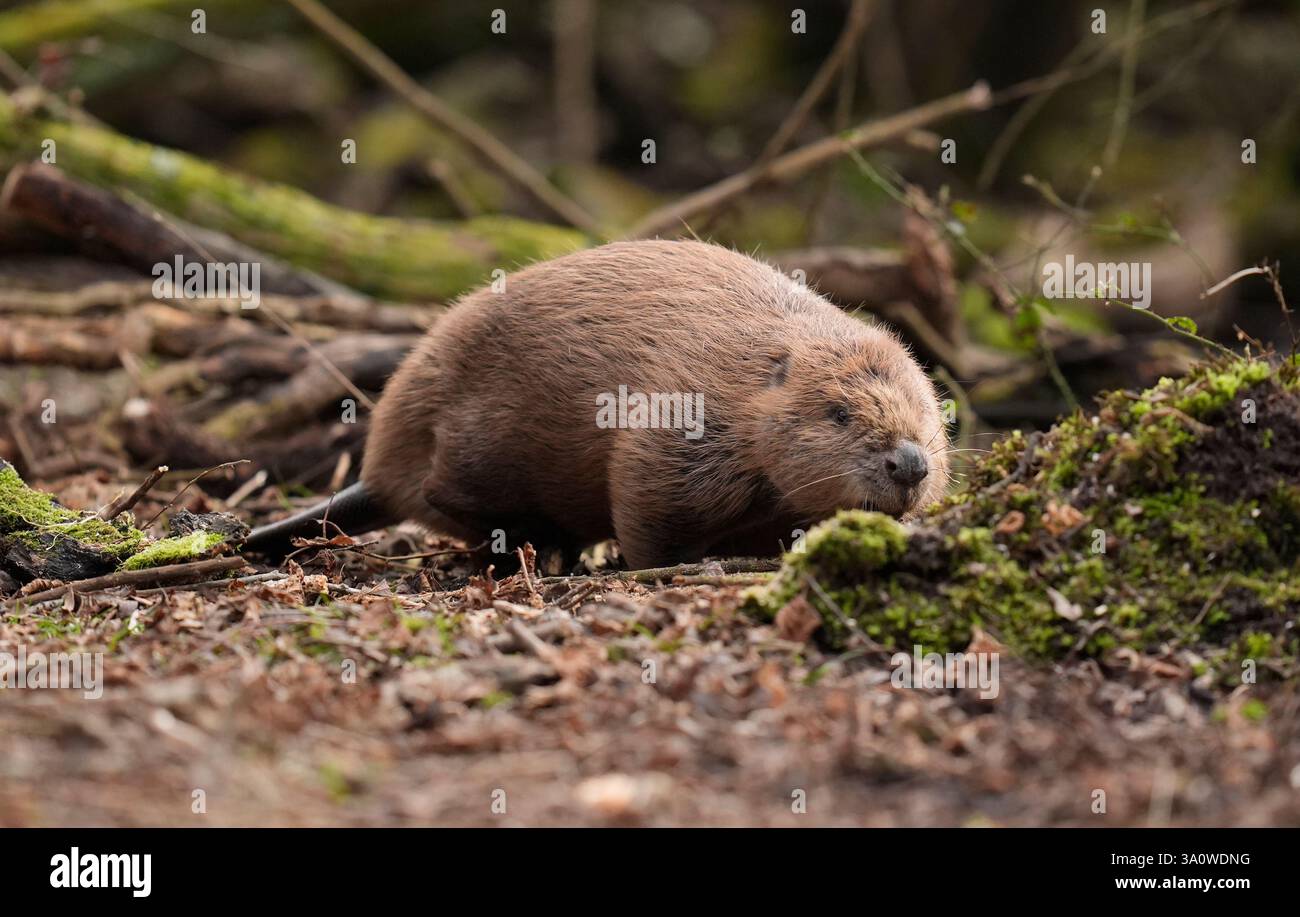 A beaver makes it's way to the water after a licensed release of ...