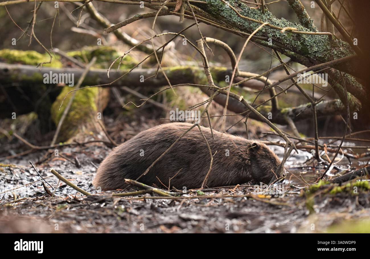 A beaver makes it's way to the water after a licensed release of ...
