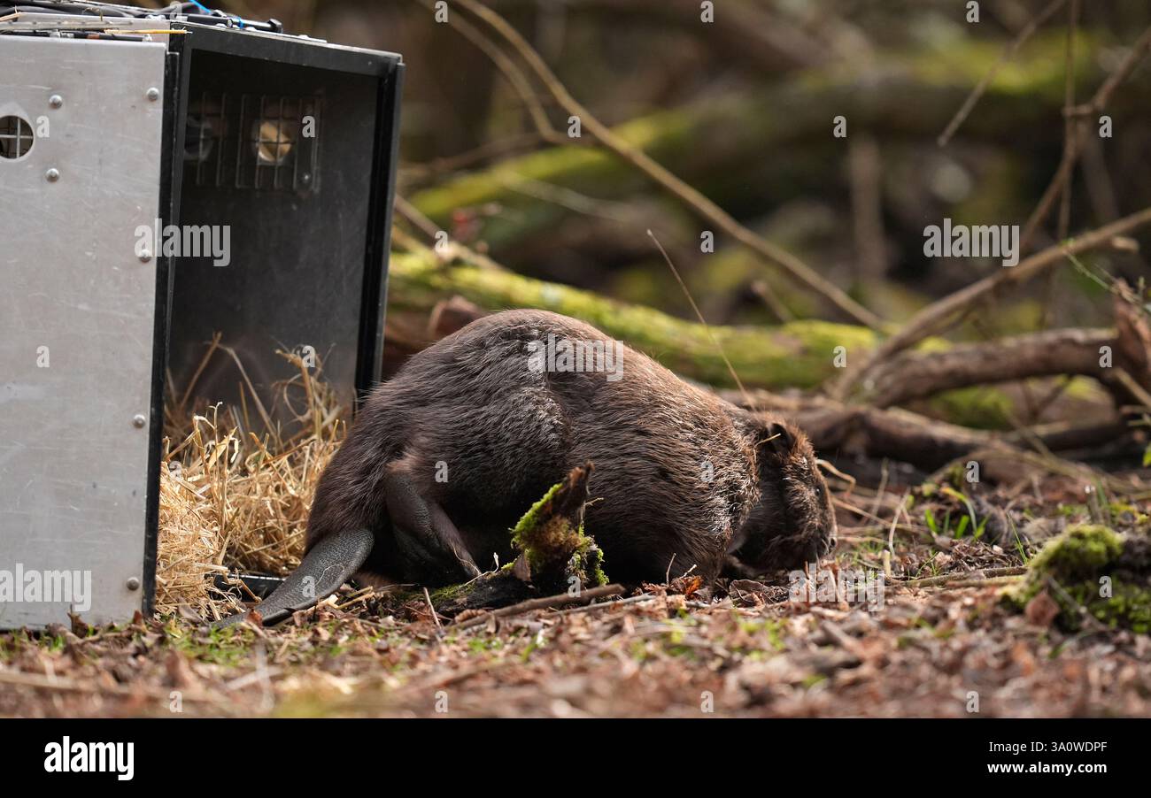 A beaver makes it's way to the water after a licensed release of ...