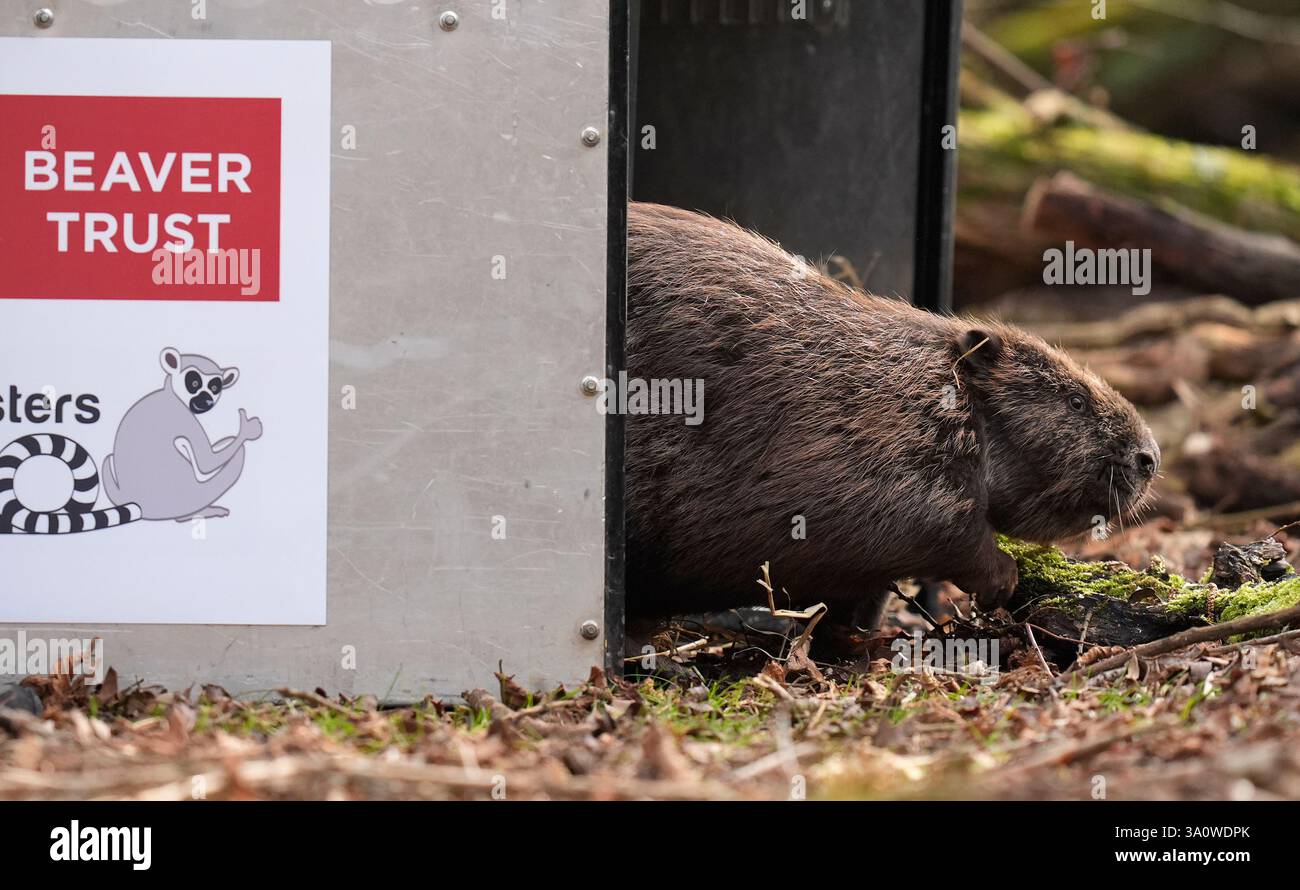 A beaver makes it's way to the water after a licensed release of ...